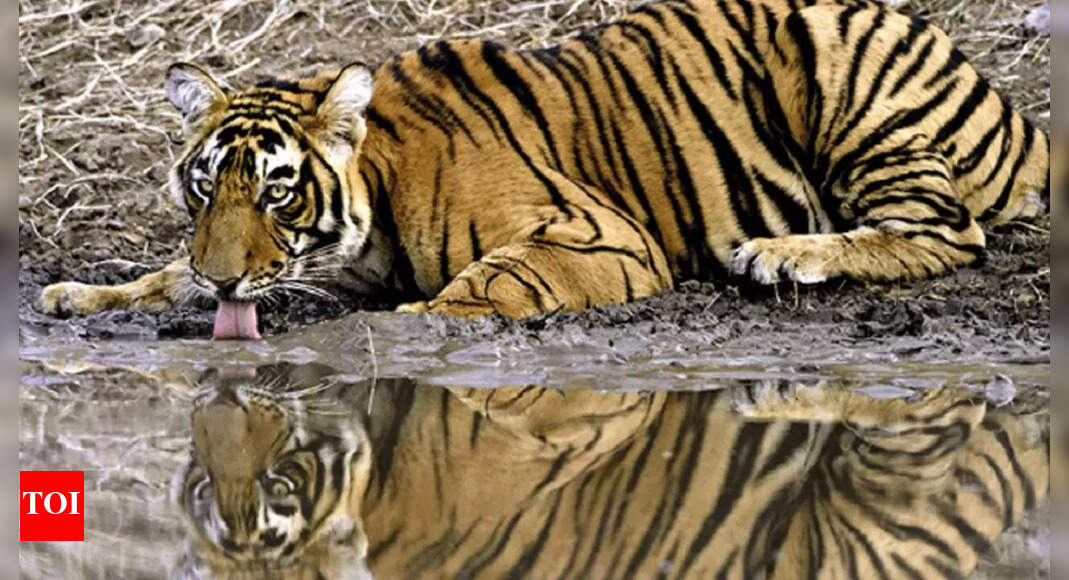India Records 124 Tiger Deaths In 2021, Highest In A Decade | Bareilly ...