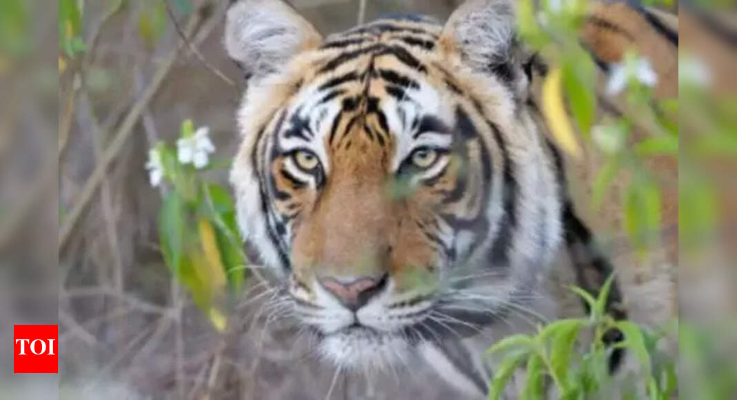 India records 124 tiger deaths in 2021, highest in decade | Bareilly ...