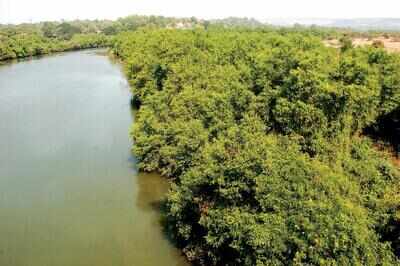 Goa Coastal Zone Management Authority for protection of mangroves even ...