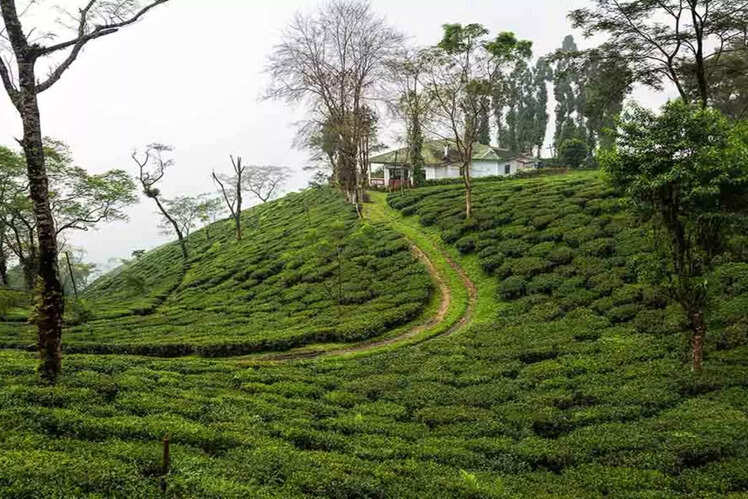 Luxury plantation stays in India for travellers in search of beauty ...
