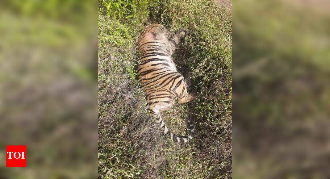 Tigress poached in Chanda with electrified wire | Nagpur News - Times ...