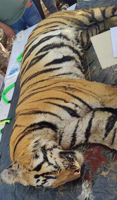 Male tiger found dead in Gadchiroli | Nagpur News - Times of India