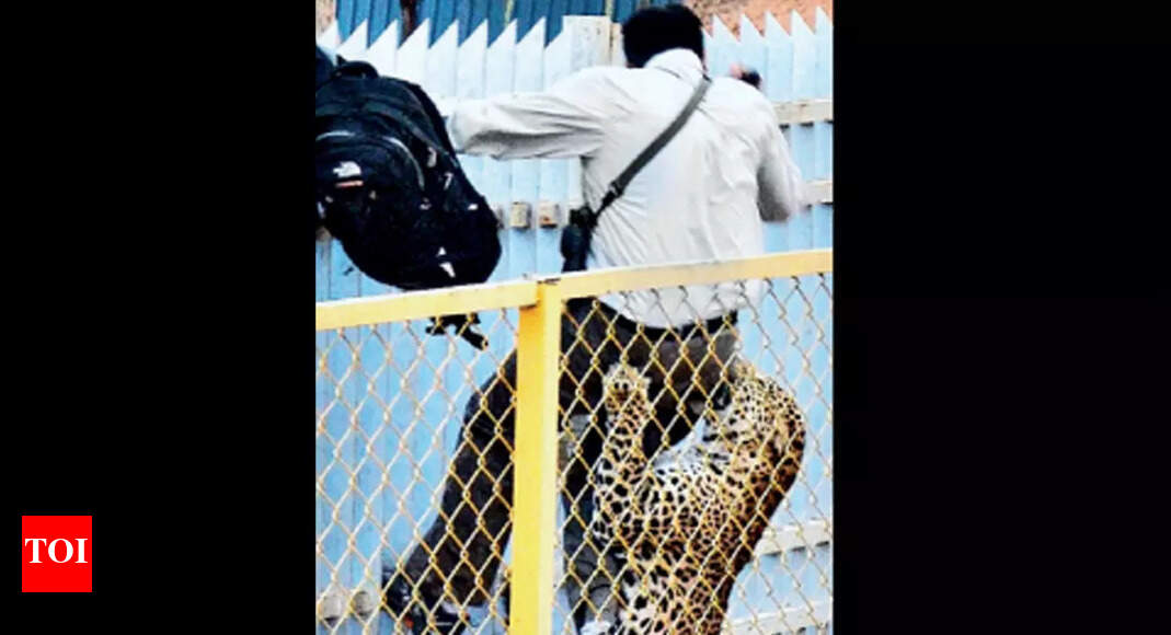 Man–animal Conflict: Compensation Hiked | Ahmedabad News - Times of India