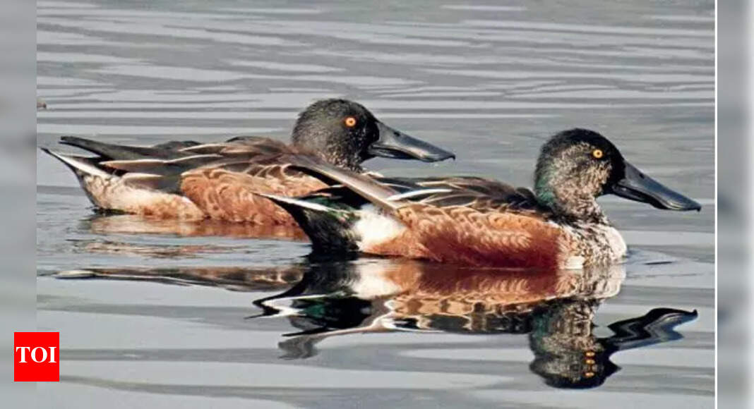 Delhi: Bird species density dips sharply at Okhla sanctuary | Delhi ...