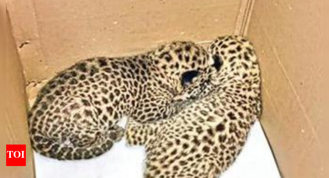 Kerala: Leopard cubs found inside locked house in Palakkad | Kochi News ...