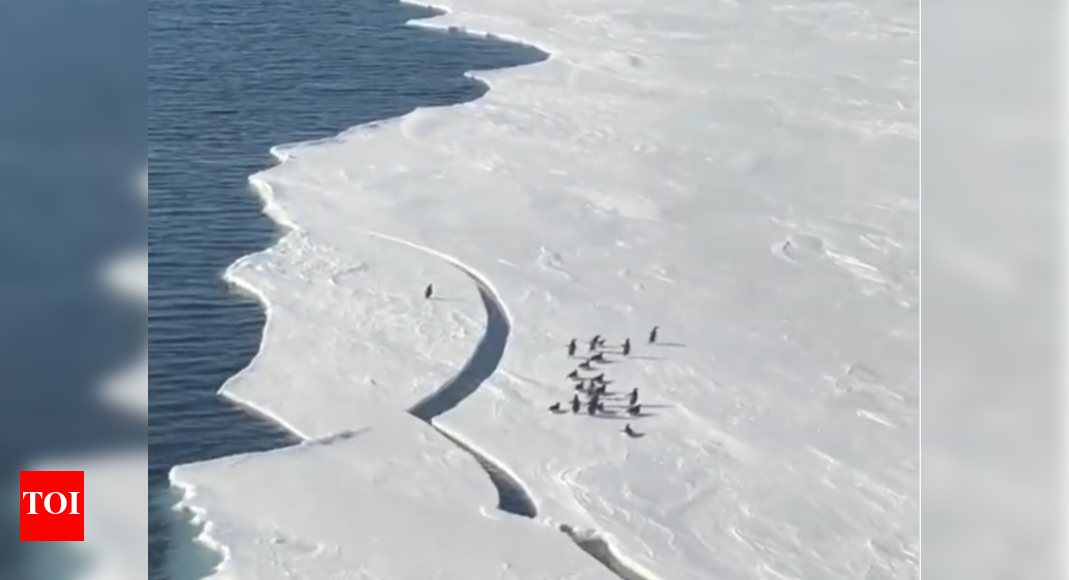 Narrow escape for baby Penguin to give you goosebumps; watch viral ...