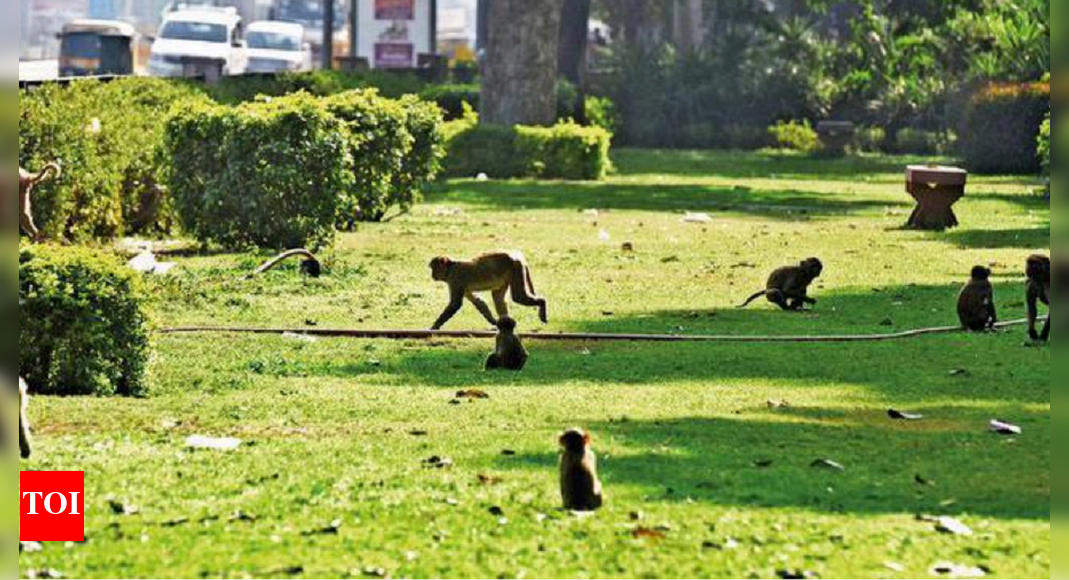 Delhi: Fresh push to putting a number to monkey population | Delhi News ...