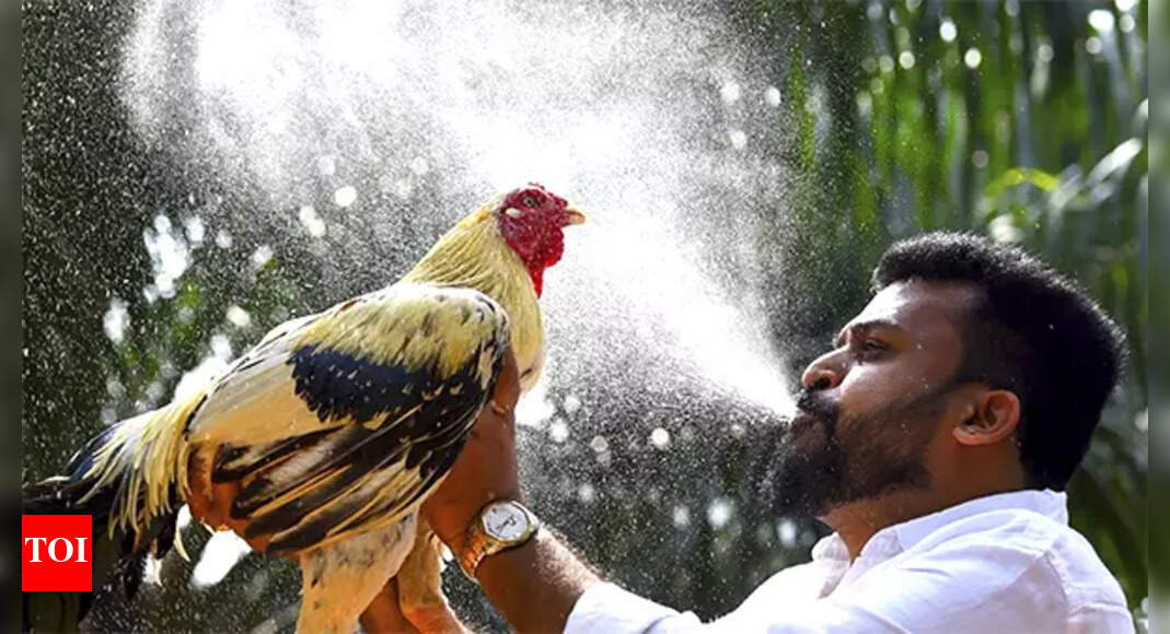 Andhra techies log in to rooster breeding as a career switch | India ...