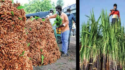 Pongal: Sugarcane Rates Dip To 300 For A Bundle Of 18 Ahead Of Pongal ...