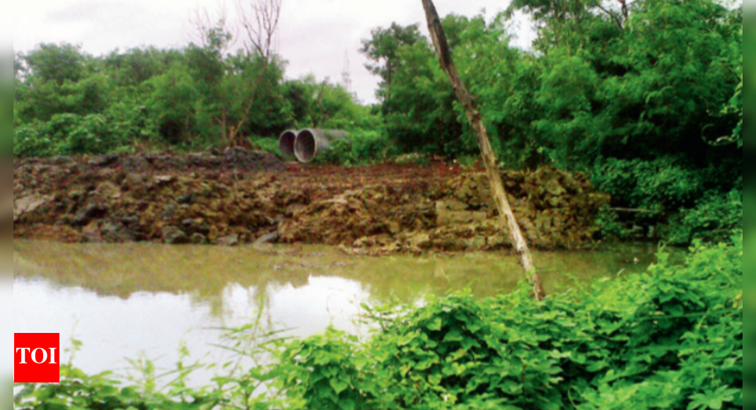 Maharashtra has fifth largest forest cover, Mumbai second among cities ...