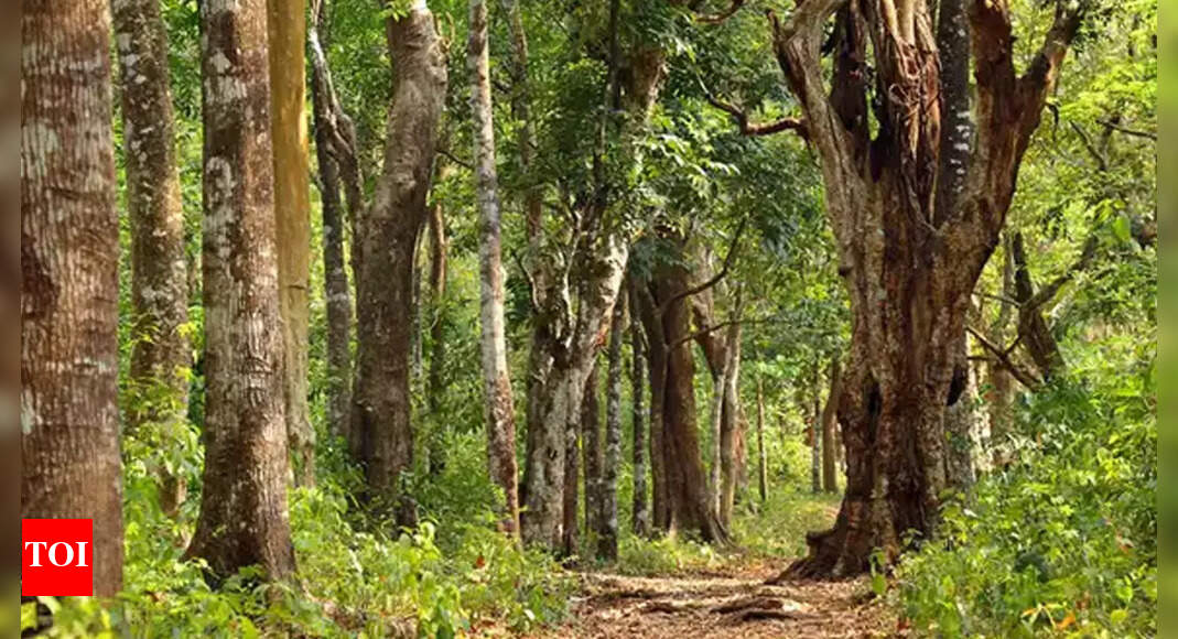 Haryana: Marginal Spike In Haryana Forest Area, But Tree Cover On The ...