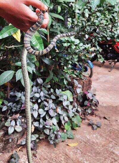 Mildly venomous ornate flying snake rescued at Keri | Goa News - Times ...