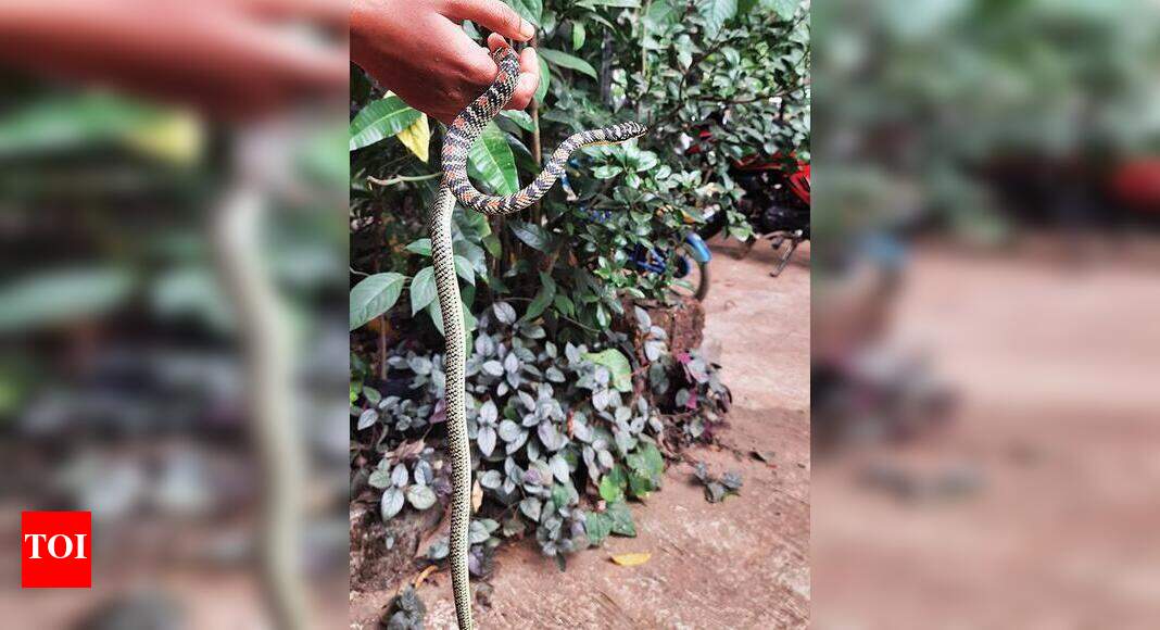 Mildly venomous ornate flying snake rescued at Keri | Goa News - Times ...