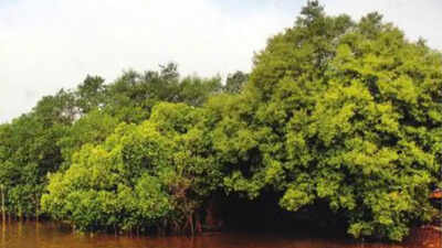 Since 2021, Goa’s total mangrove cover has increased by 1 sqkm | Goa ...