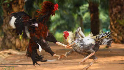 Andhra Pradesh: Arenas for cockfights spring up in Godavari districts ...