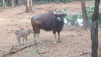 Karnataka: Indian Gaur gives birth at Pilikula Biological Park ...