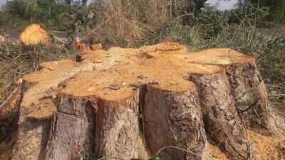 Trees axed for highway expansion; ‘could’ve been saved’, say greens ...