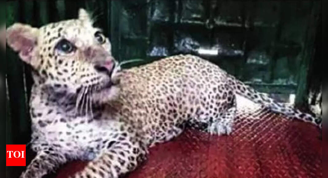 Goregaon: Leopard On Prowl Caught On Cctv Of Goregaon Soc | Mumbai News ...