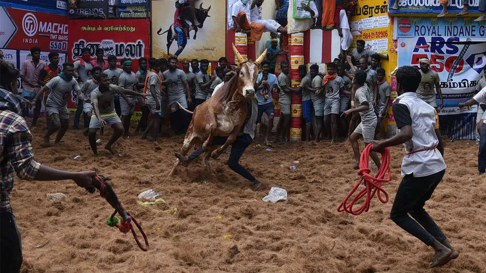 Jallikattu: Photos of raging bulls & fearless tamers | The Times of India
