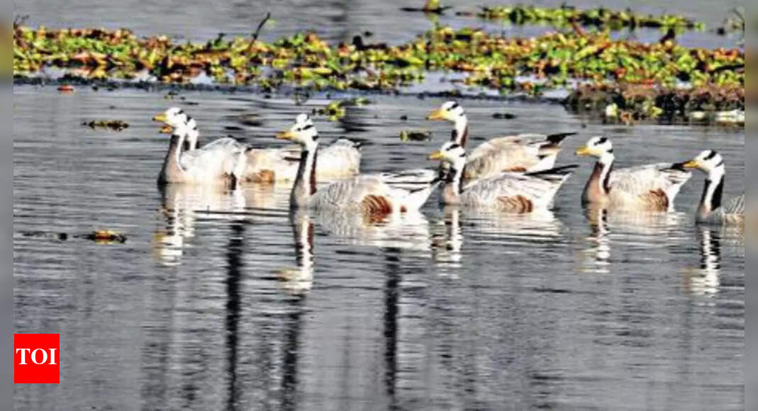 Bird sightings more than halve at Delhi's Najafgarh jheel | Delhi News ...