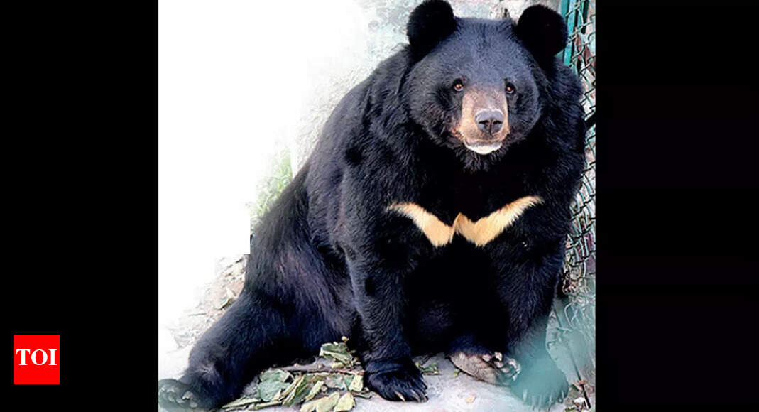 Berries In Jungles To Curb Sloth Bear Attacks | Vadodara News - Times ...