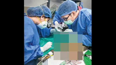 Monkey Cured Of Intestinal Injury | Chennai News - Times of India