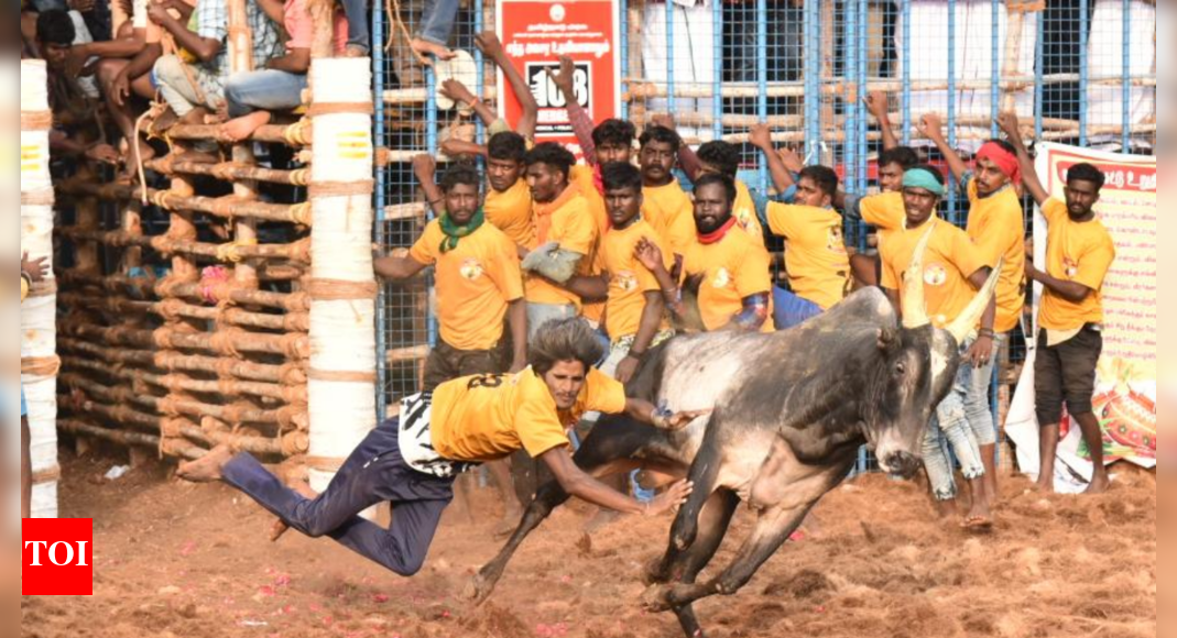 TN: Jallikattu begins at Chettipalayam in Coimbatore | Coimbatore News ...