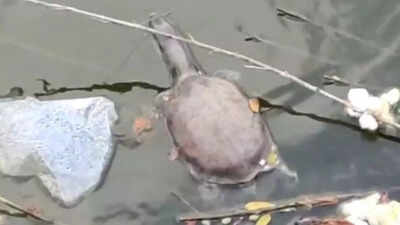 Maharashtra: 85 turtles found dead at Gauripada lake in Kalyan | Thane ...