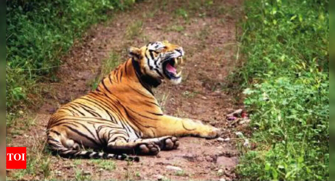 Tiger Reserve: Ramgarh Set To Be Notified As 4th Tiger Reserve Of Raj ...