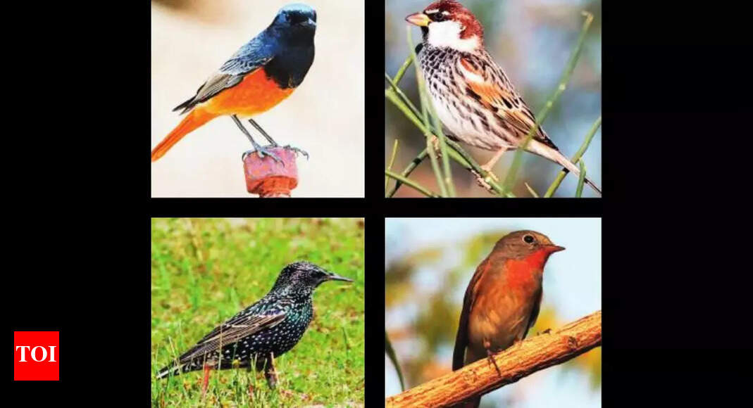 Jaisalmer: Winter Brings Several Rare Bird Species To Jaisalmer ...