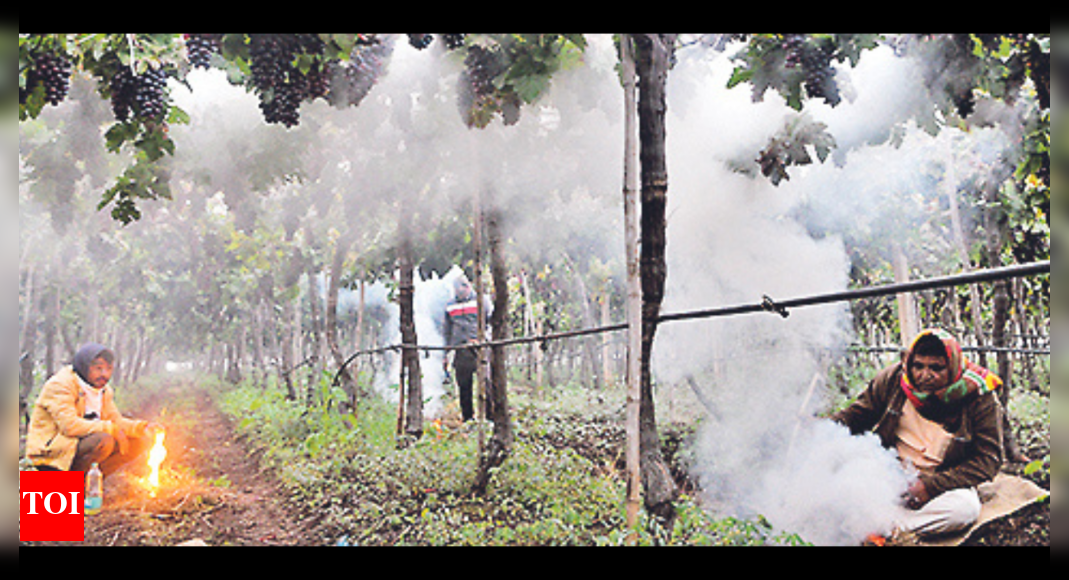 Nashik: Nashik City Shivers At 6.3°c; Niphad & Dindori Farmers Report ...
