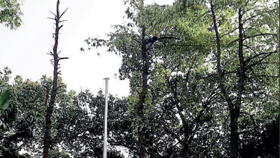 Nagpur: Three ‘heritage’ trees trimmed for flag hoisting | Nagpur News ...