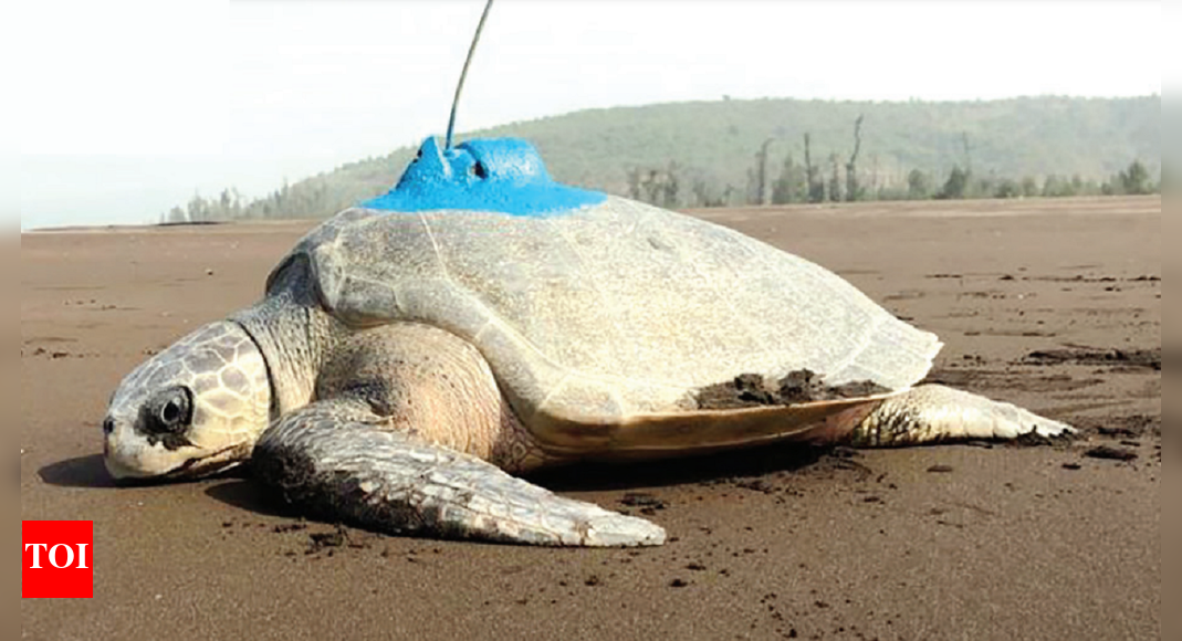 Maharashtra: In a first, Olive Ridley turtle satellite tagged | Nagpur ...