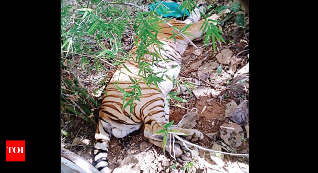 Nagpur: Pench tiger ‘Mystery Male’ injured in hit-and-run on NH7 ...