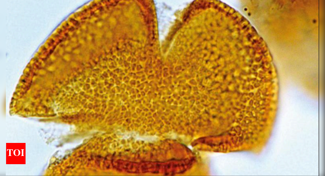 Sal: Sal Has Roots In Africa, Branched Out To India About 70mn Years ...