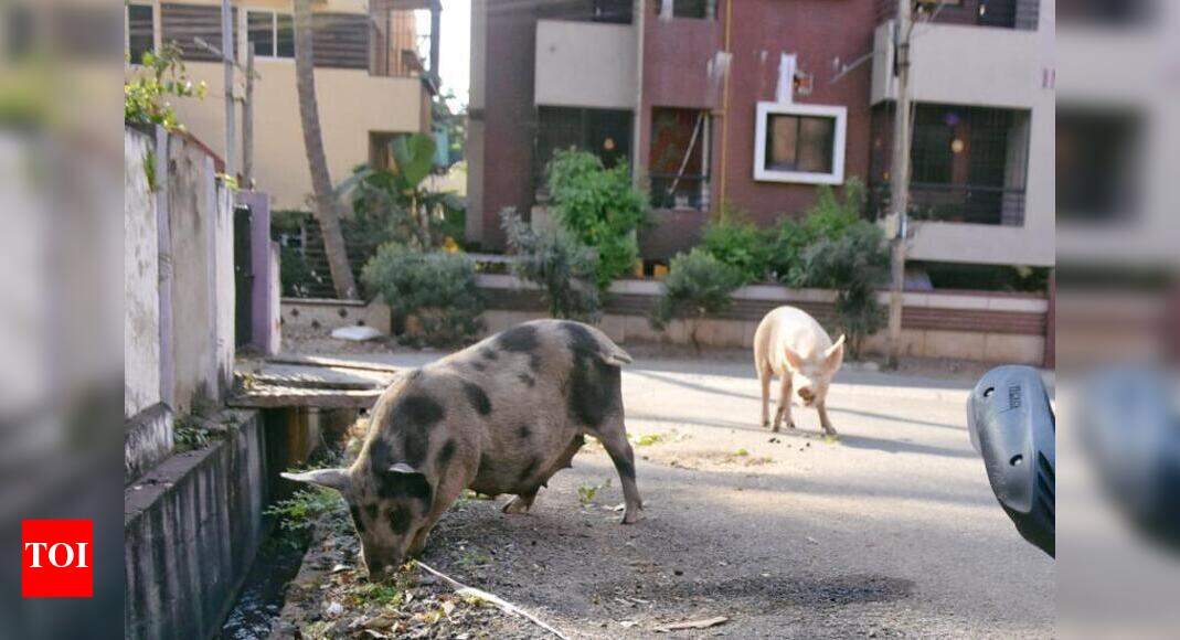 HDMC fails to check pig menace in twin cities | Hubballi News - Times ...
