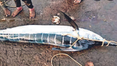 Fisherman: Black Marlin Fish Claims Life Of Vizag Fisherman ...