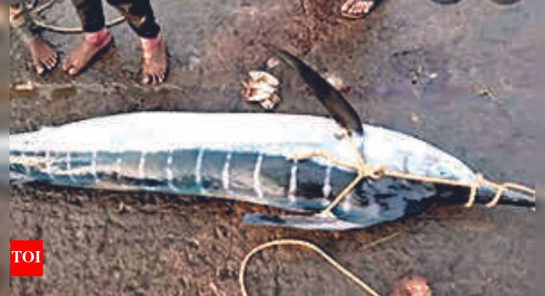 Fisherman: Black Marlin Fish Claims Life Of Vizag Fisherman ...