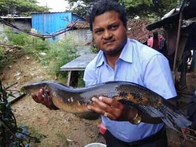 Fisheries dept to revive murrel culture in DK | Mangaluru News - Times ...