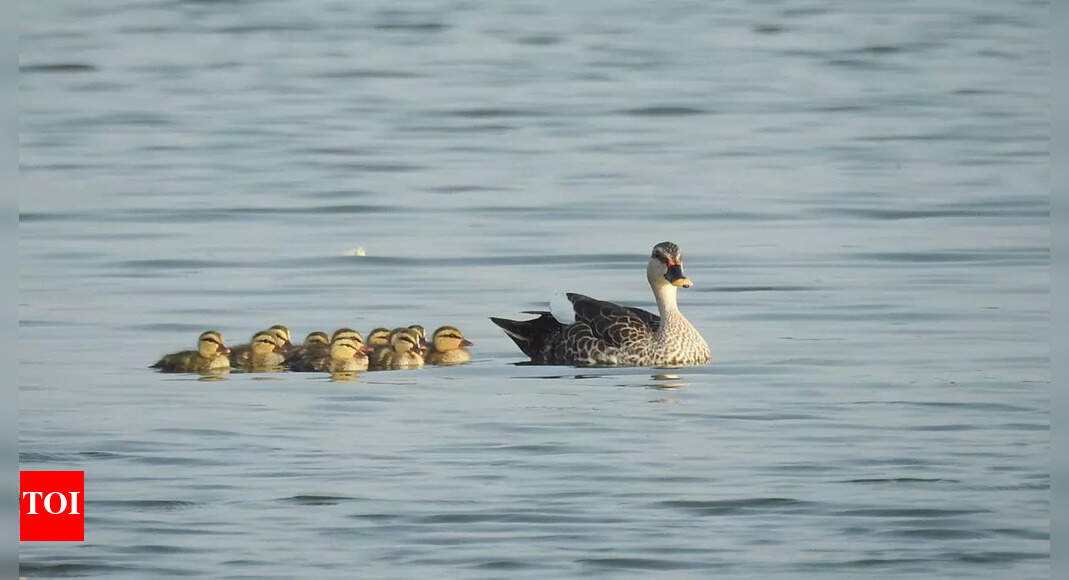 Tamiraparani Waterbird Count: 28,831 birds belonging to 69 species ...