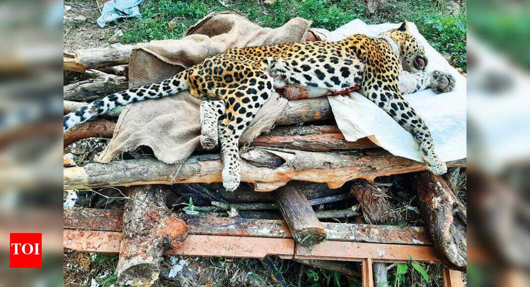 Trapped in cable snare at Mardol, leopard dies while attempting to release himself | Goa News ...