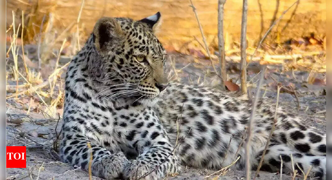 We have to learn to live with leopards in Mumbai, says honorary ...