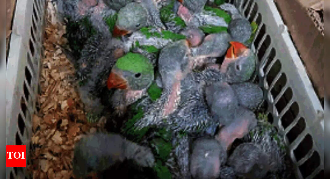 Conservationists Cry Foul Over Rampant Illegal Bird Trade | Bengaluru ...