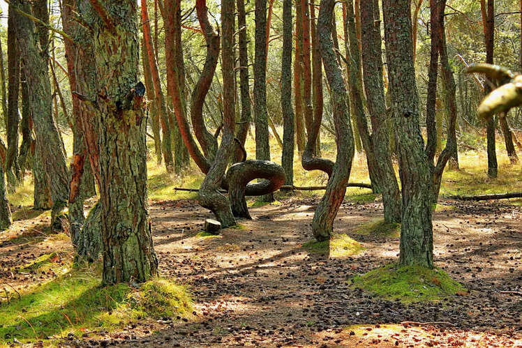 Bewitching woods from across the world! | Times of India Travel