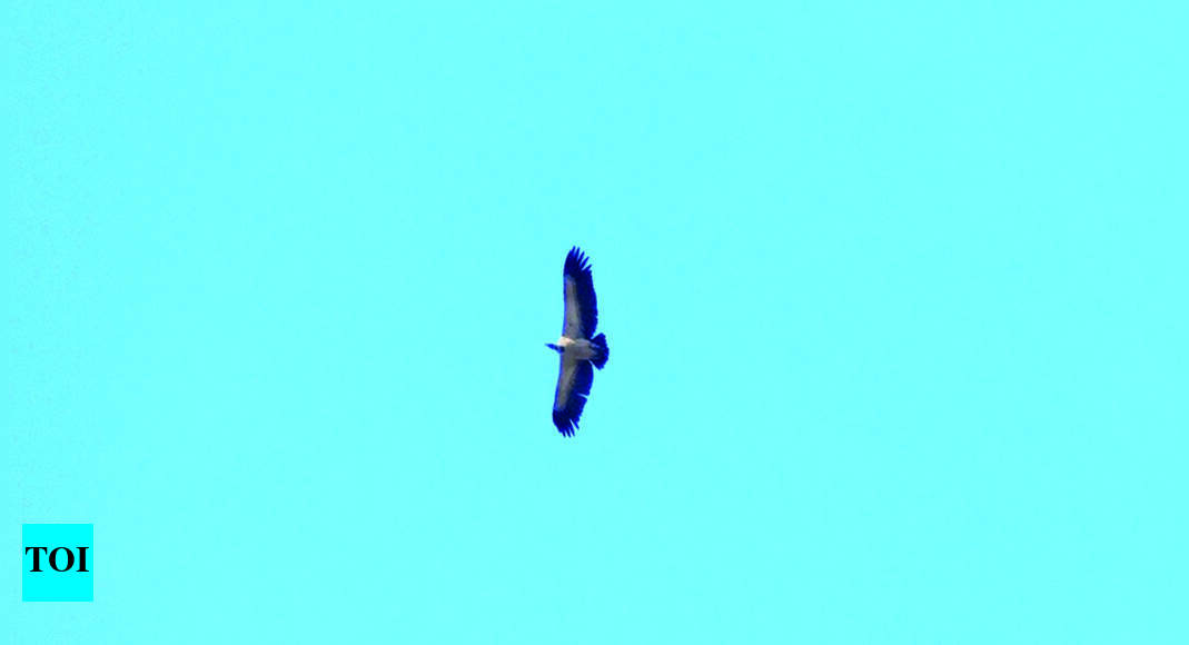 Timbi Lake: Indian Vulture Spotted Flying Above Timbi Lake Near City ...