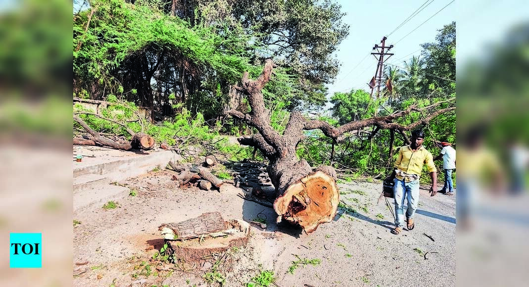 Decades-old Tree, Preferred For Protests, Chopped | Aurangabad News ...