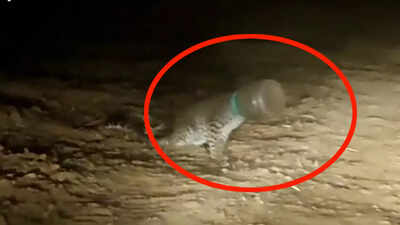 Leopard with head stuck in jar rescued in Thane | Thane News - Times of ...