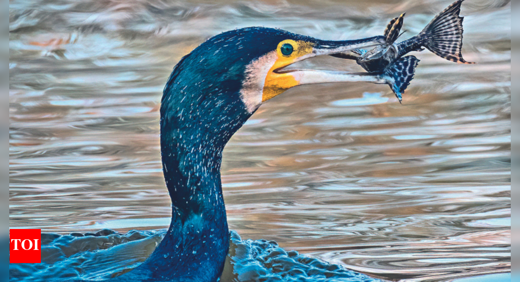 Sukhna: Avian Angler Exposes Amazonian Beast Lurking In Sukhna ...