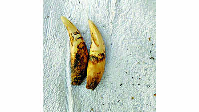Pangolin: Poacher Held With Leopard Teeth, Claws, Pangolin Scales ...