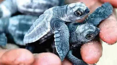 Olive Ridley Turtles Make A Beeline For Agonda Galgibaga Goa News